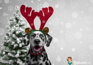 Fun and Wacky Holidays to Celebrate in December! [printable] – Tip Junkie