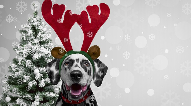 Fun and Wacky Holidays to Celebrate in December! [printable] – Tip Junkie