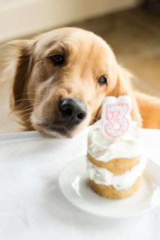 13 Brilliant Dog Birthday Party Ideas – Tip Junkie