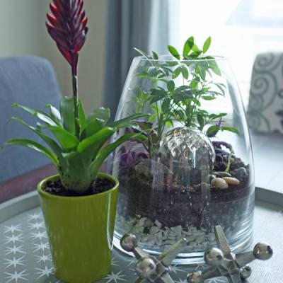 How to Make a Terrarium {step by step} – Tip Junkie
